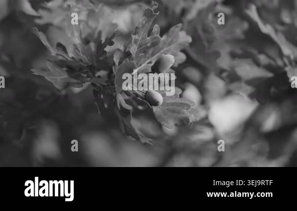A monochrome, close-up shot of green acorns nestled among detailed oak ...