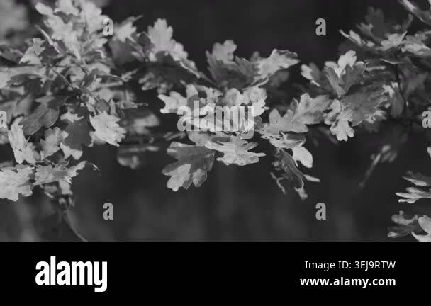 A black and white, close-up shot of an oak branch covered in detailed ...