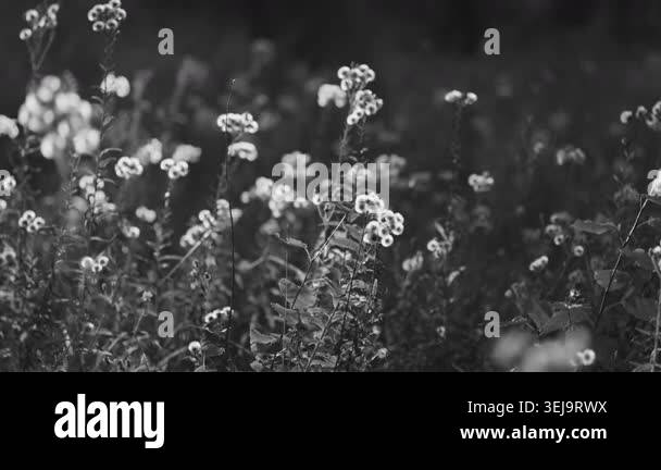 A monochrome, close-up shot of fluffy wild flowers blooming in a meadow ...