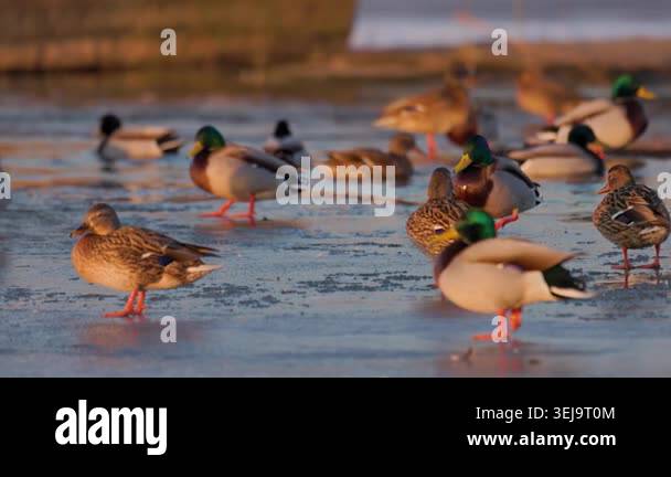 A flock of mallard ducks gathers on a frozen lake at sunset. Drakes and ...