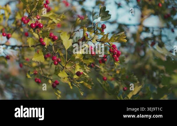 Bright red hawthorn berries cluster on green-leaved branches, glowing ...