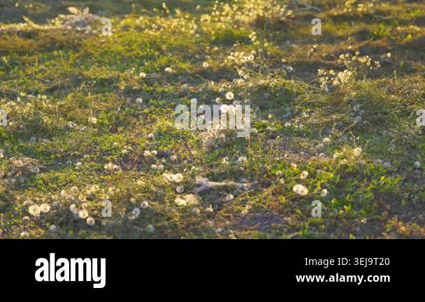 Golden hour sunlight illuminates a green field scattered with wild ...