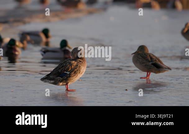 A female mallard duck preens her feathers while standing on a frozen ...