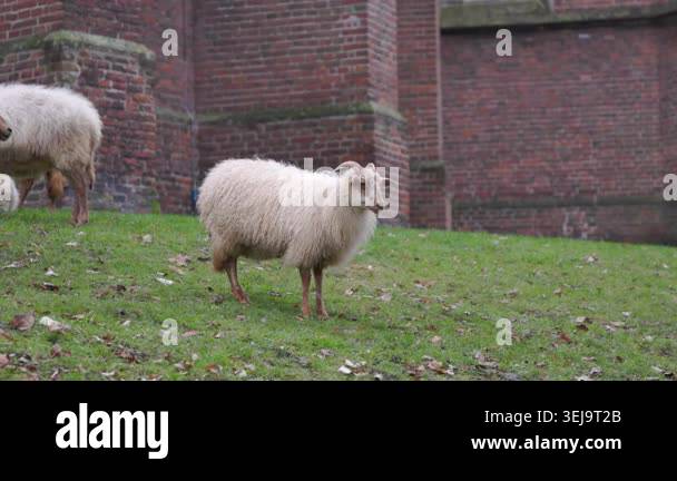A fluffy white sheep with small horns stands on a green grassy hill ...