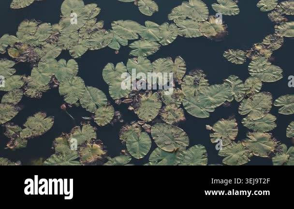 Green water lily pads float calmly on the dark surface of a still pond ...