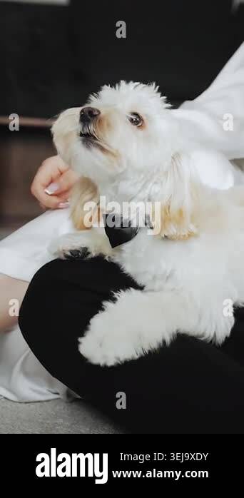 Vertical video. Close-up of a Maltipoo with a bow tie. The dog lies at ...