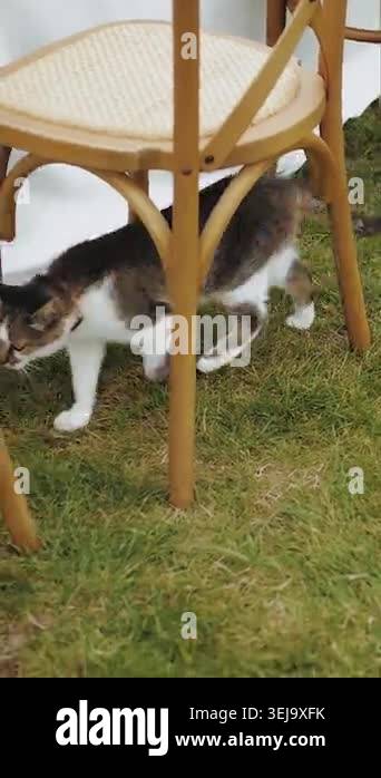 Vertical video. Curious little cat strolling through cozy outdoor ...