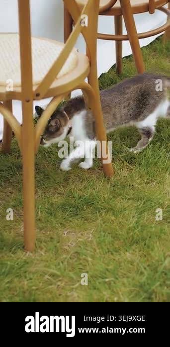 Vertical video. Cute domestic cat walking under wooden chairs on green ...