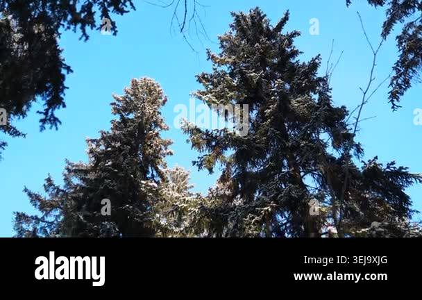Explore the beauty of Taiga Karelia forest in winter as tall pine, fir ...