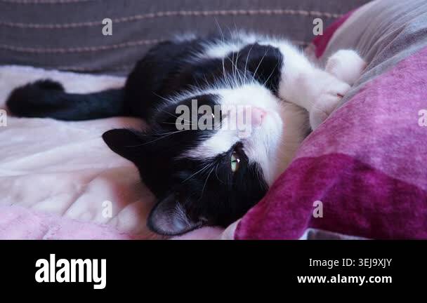 A cat lies on a blanket in a cozy room. It stretches out and enjoys the ...