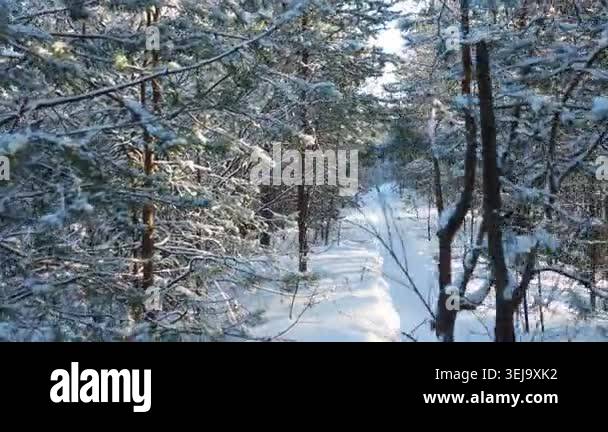 This takes you on a journey through the taiga forest in Karelia. You ...