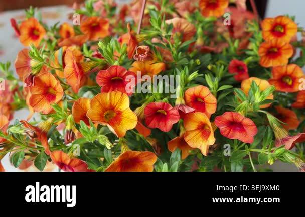 Calibrachoa, plant nightshade family Solanaceae. Hybrid cultivars are ...