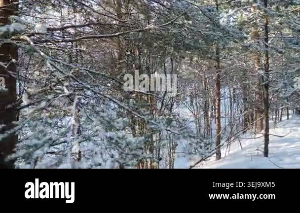 Snow blankets the ground in Karelia taiga forest. Tall pine and fir ...