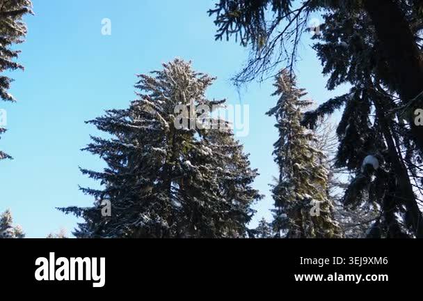 Snow covers the tall pine and fir trees in the taiga forest of Karelia ...