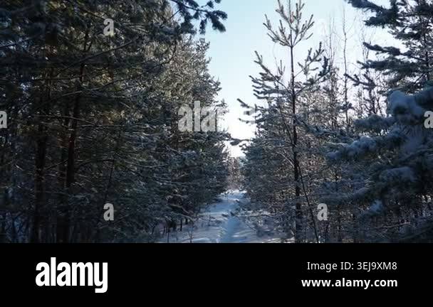 A walk through the winter forest in Karelia. The path is covered with ...