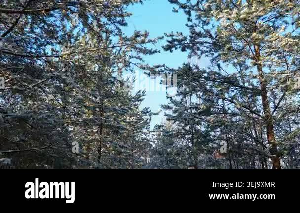 Take a look at the winter landscape in Karelia taiga forest. Snow ...