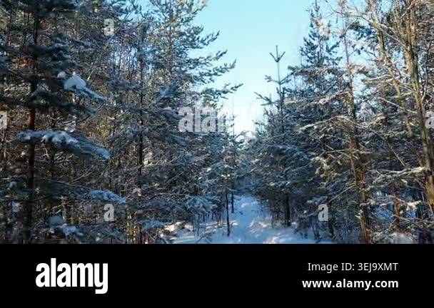 View the winter forest in Taiga Karelia. Explore the tall pine, fir ...