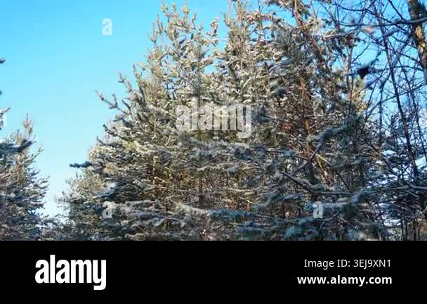 Walking through the taiga forest in Karelia shows tall pine and spruce ...