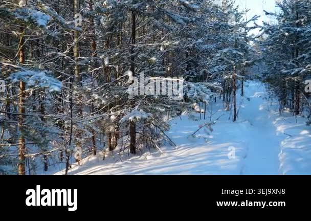 Experience a walk through the taiga forest in Karelia during winter ...