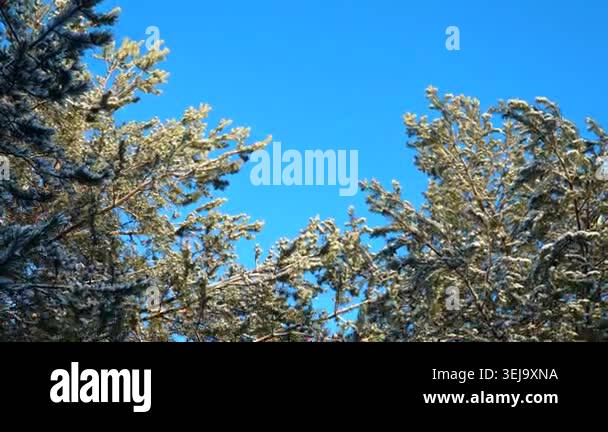 Pine, fir, and spruce trees rise high in Karelia taiga during winter ...