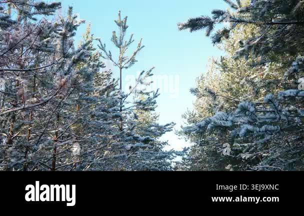Experience the beauty of Karelia in winter. Snow rests on tall pines ...