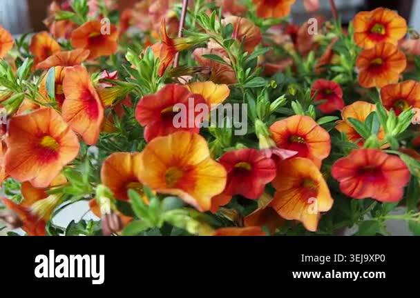 Calibrachoa, plant nightshade family Solanaceae. Hybrid cultivars are ...