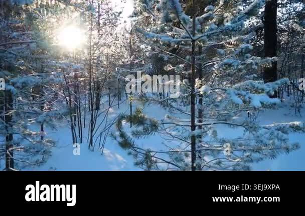 Experience a walk through the Karelia taiga forest in winter. Pine and ...