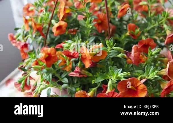 Calibrachoa, plant nightshade family Solanaceae. Hybrid cultivars are ...