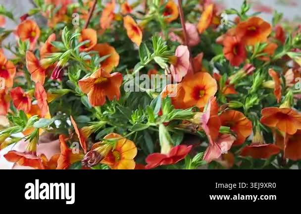 Calibrachoa, plant nightshade family Solanaceae. Hybrid cultivars are ...