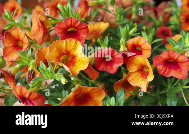 Calibrachoa, plant nightshade family Solanaceae. Hybrid cultivars are ...
