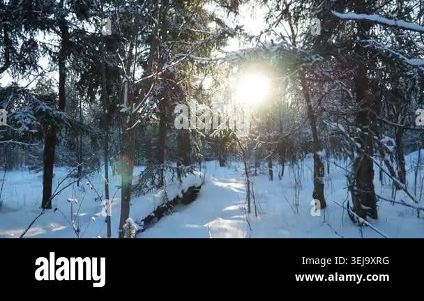 Walk through the winter forest of Karelia taiga. Observe the tall pine ...