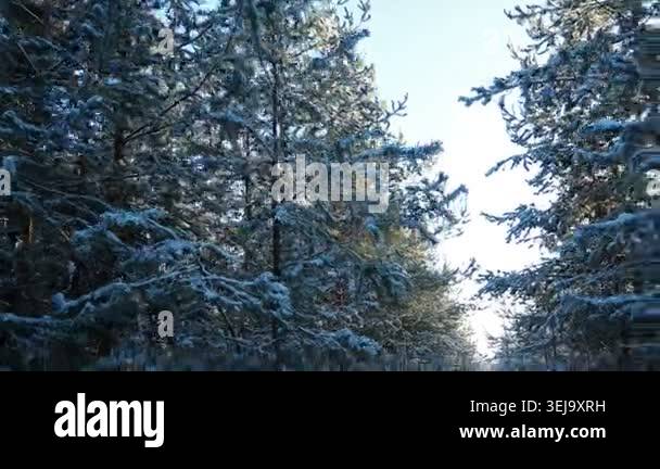 Snow covers the trees in the Karelia forest. Pines and firs stand tall ...