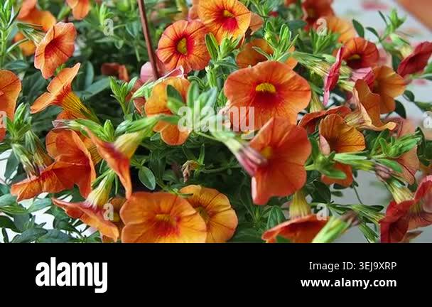 Calibrachoa, plant nightshade family Solanaceae. Hybrid cultivars are ...