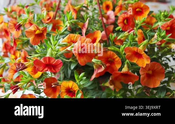 Calibrachoa, plant nightshade family Solanaceae. Hybrid cultivars are ...