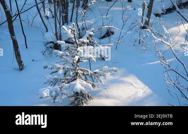 The winter landscape in Karelia shows a forest filled with snow-covered ...