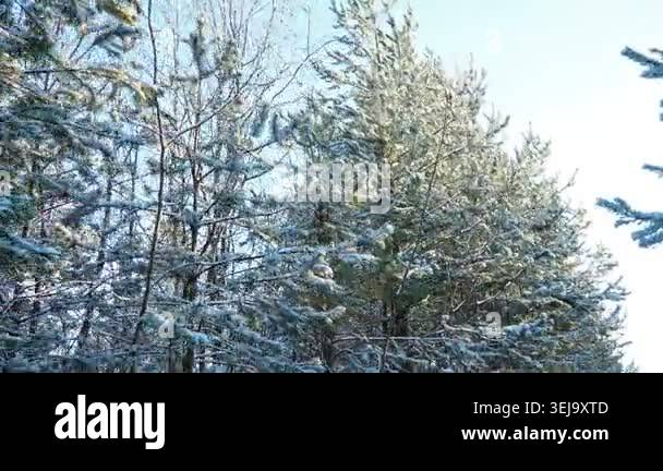 Watch as the camera moves through the taiga forest of Karelia. The tall ...