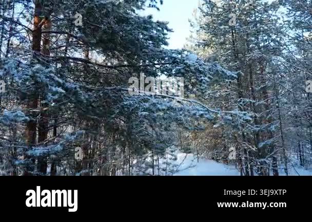 Witness a walk through the snowy taiga forest in Karelia. Tall pine and ...