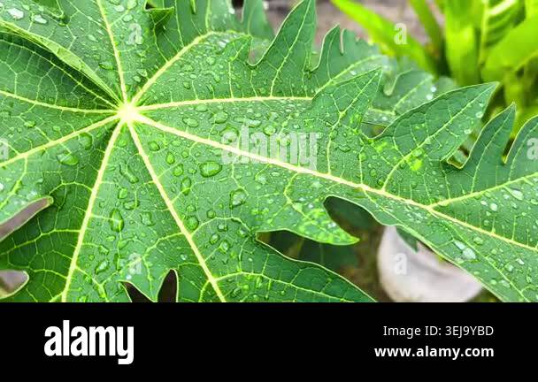 Glistening raindrops on textured papaya leaf pattern, A macro view ...