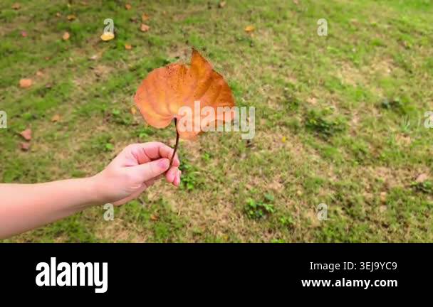 A woman's delicate hand is turning a heart-shaped golden dry leaf ...