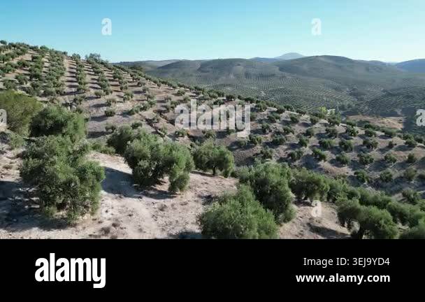 Cinematic footage of olive tree branches gently moving in the wind ...