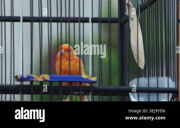 An orange canary bird looking around actively inside its black wire ...