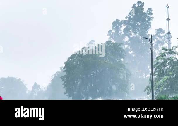 The relentless tropical downpour blankets the tall trees in a thick ...