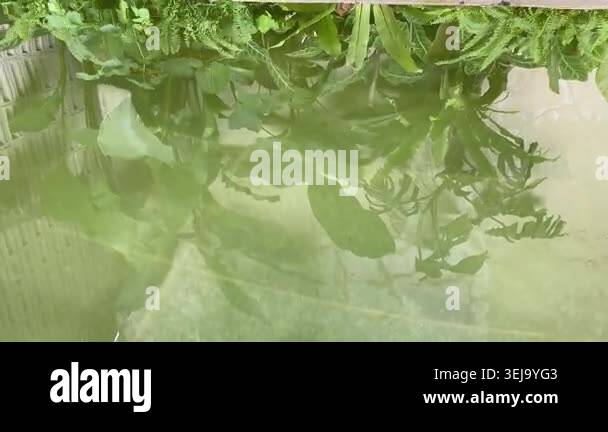 The reflection of leaves on water pond. Abstract water surface with ...