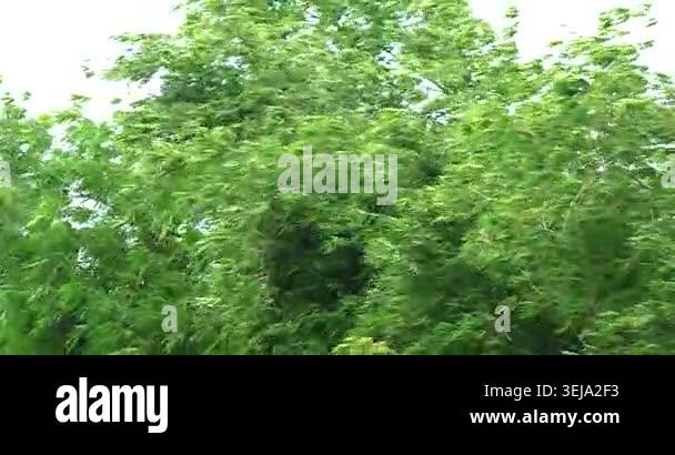 Green bamboo trees swaying in strong wind during a storm. Tropical ...