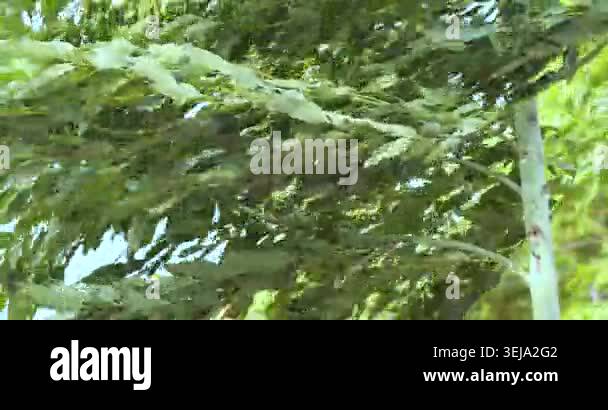Eucalyptus trees swaying in strong wind with flowing green leaves in ...