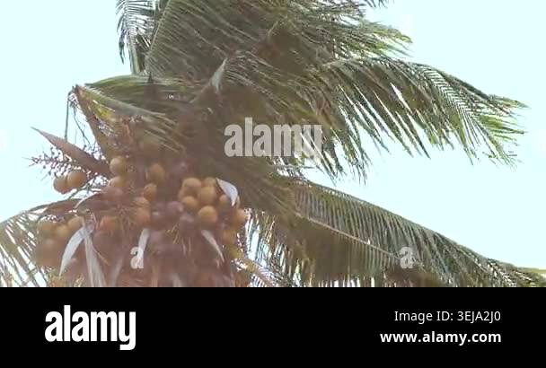 Coconut palm tree in strong storm wind, Swaying violently. Tropical ...