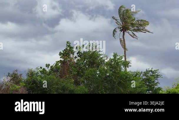 Coconut palm tree bending in strong storm wind under dark dramatic ...