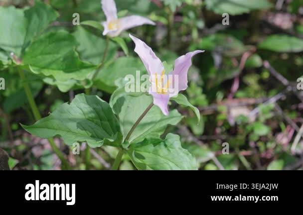 Trillium in the park close-up Stock Video Footage - Alamy