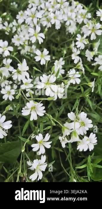 High angle view of blooming white cerastium flowers with green foliage ...