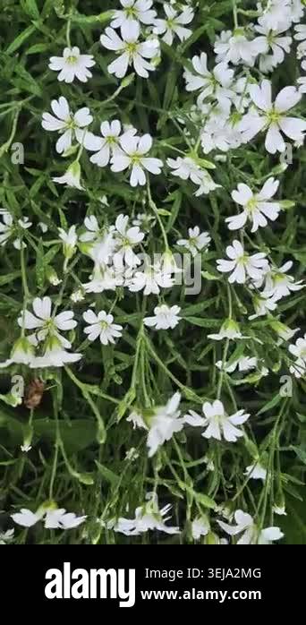 High angle view of blooming white cerastium flowers with green foliage ...